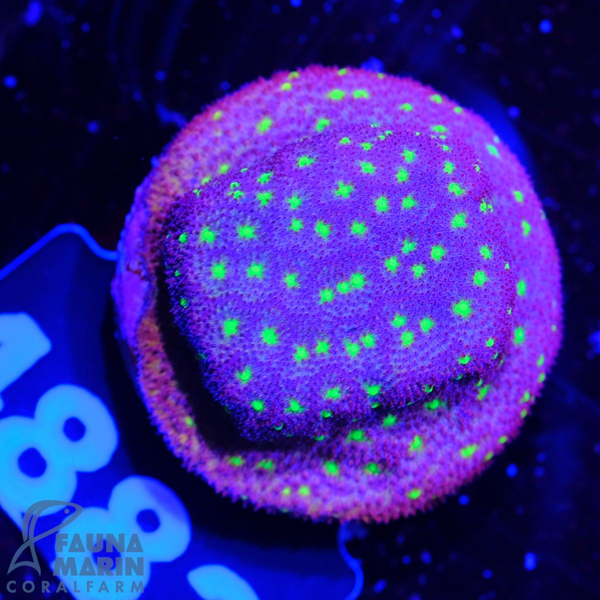 FMC Psammocora Galaxy V (Filter- + Daylight-Shot picture!)