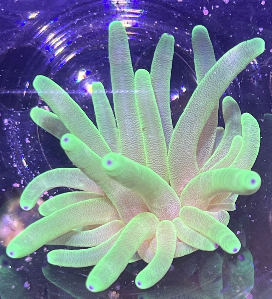 FMC Condylactis gigantea neon green - Karibische Goldrose