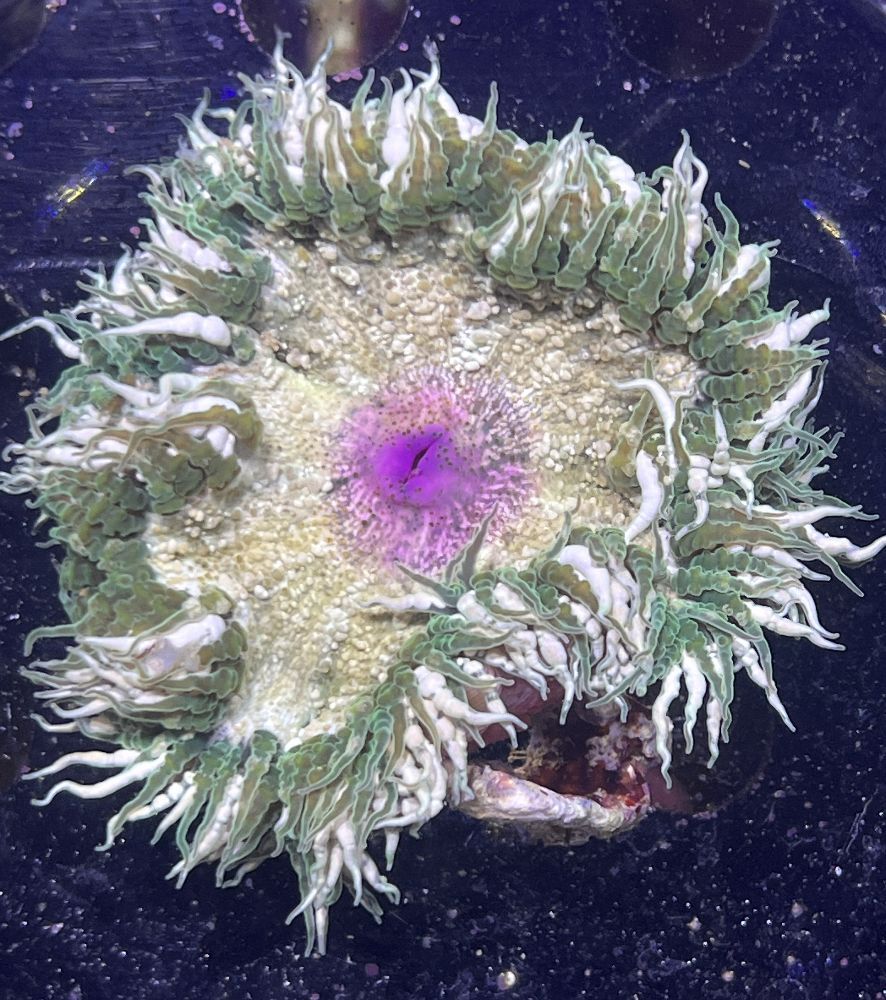 FMC Phymanthus crucifer - Rockanemone