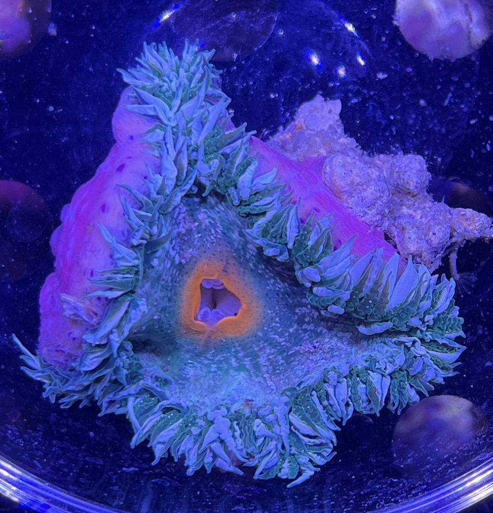 FMC Phymanthus crucifer - Rockanemone